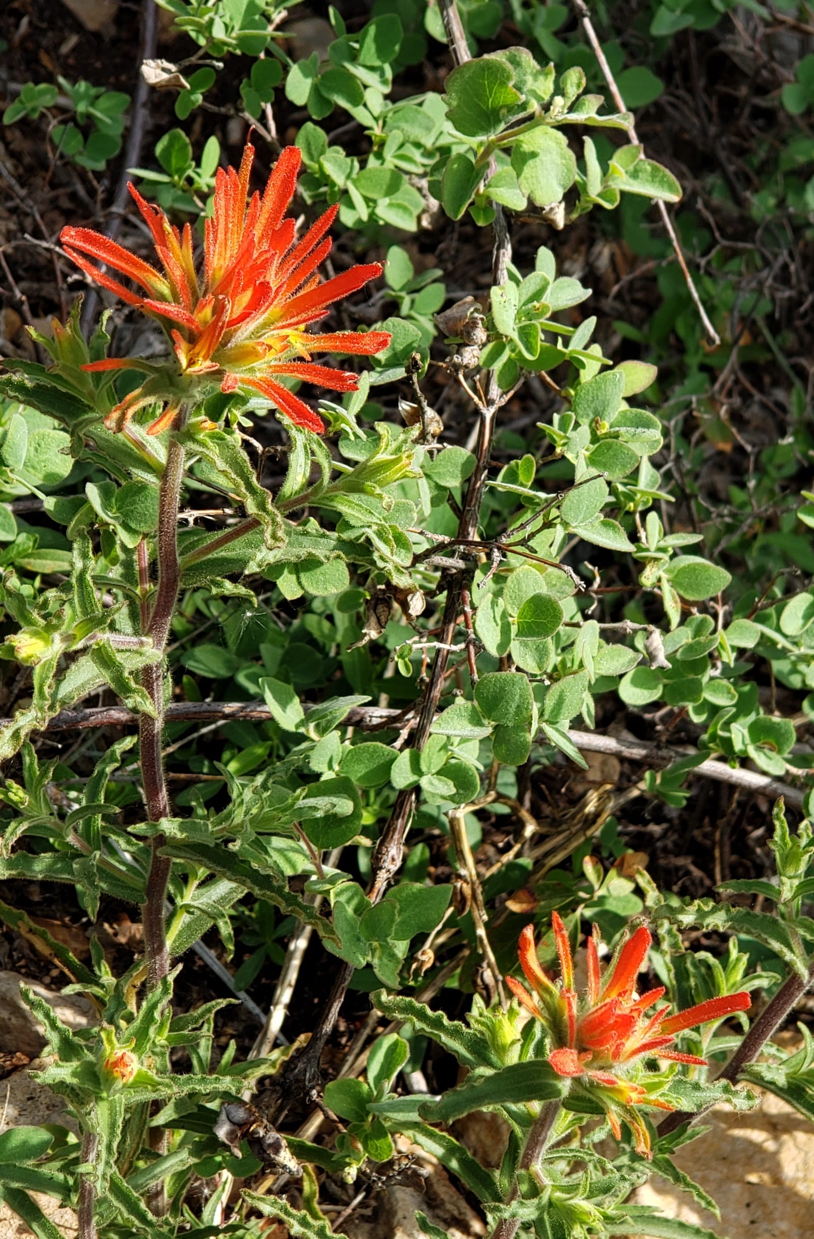 Spring Hill Trail – Mount Shasta Trail Association