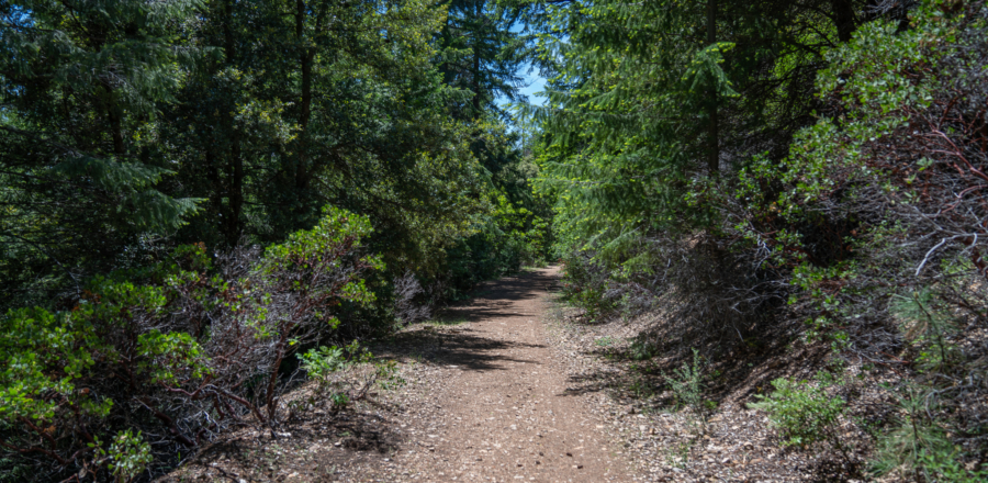 Spring Hill Trail – Mount Shasta Trail Association