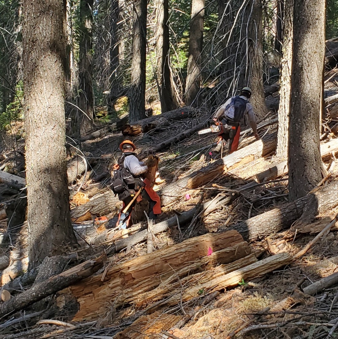 Don’t Kill The Old Guy on the Chainsaw Crew – Mount Shasta Trail ...