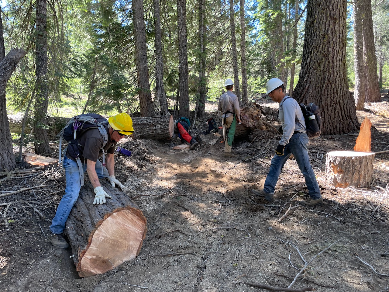 Tree Clearing in the Gateway Learning Zone – Mount Shasta Trail Association